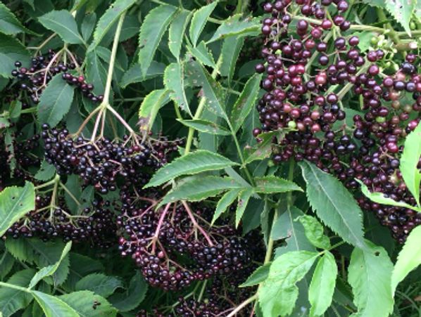 Fresh Frozen Elderberries - the King's Ridge Elderberries